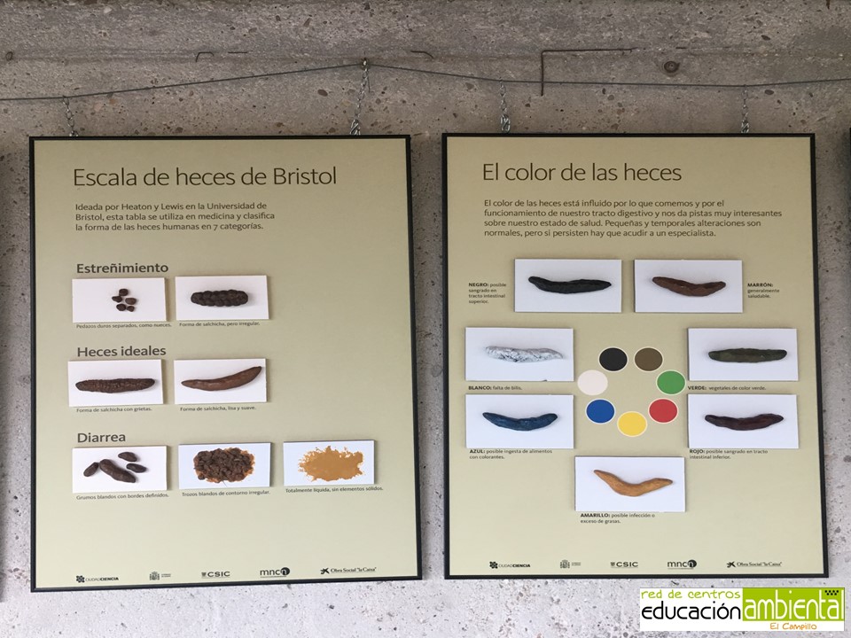 Excreta. Una exposición incolora, inodora e insípida. | EL CAMPILLO