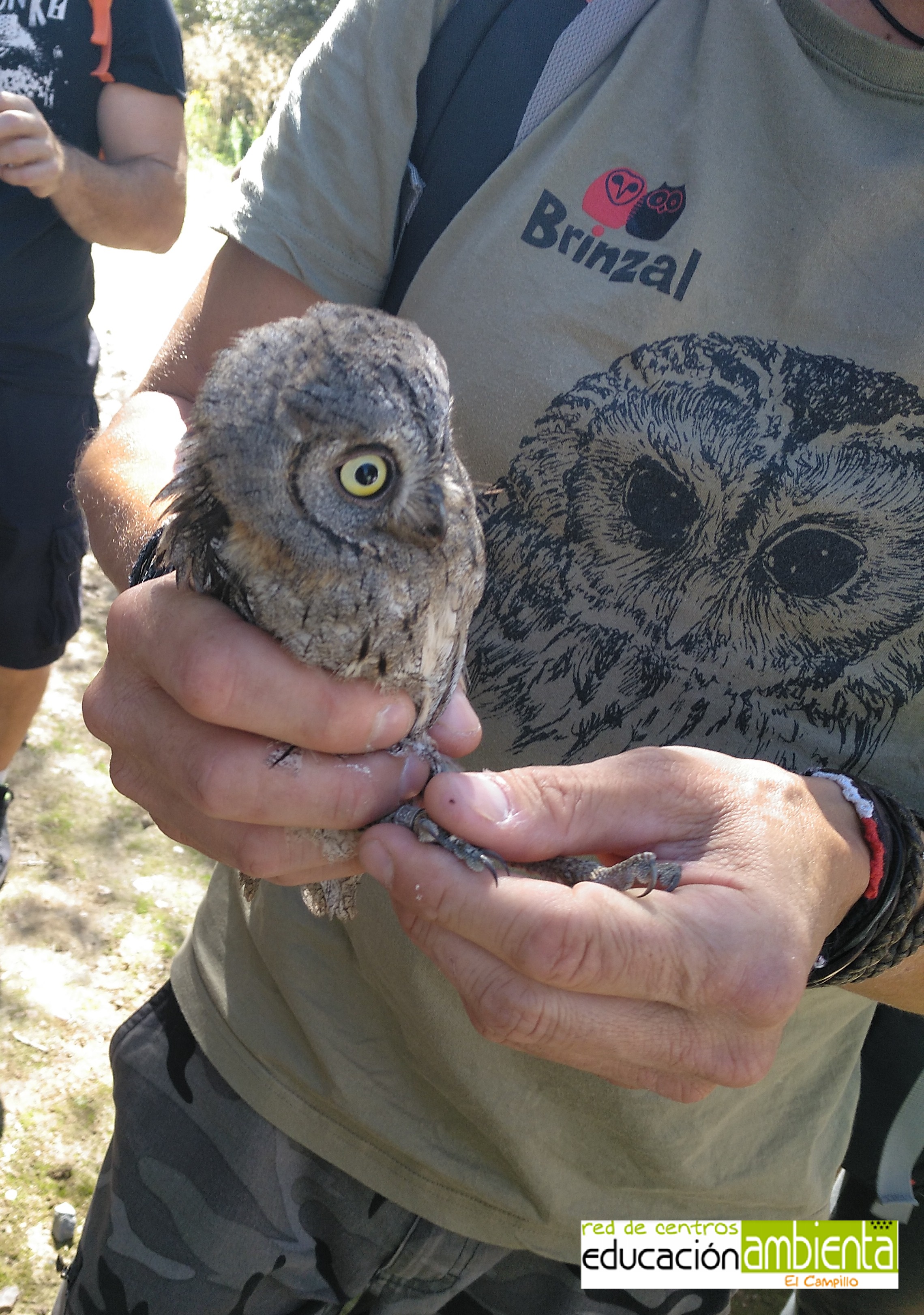 Autillo Europeo (Otus scops) | EL CAMPILLO