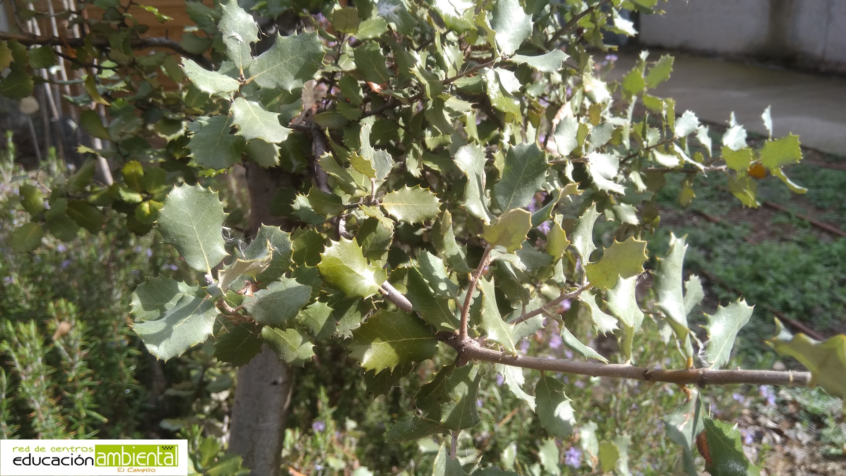 Encina (𝙌𝙪𝙚𝙧𝙘𝙪𝙨 𝙞𝙡𝙚𝙭) | EL CAMPILLO