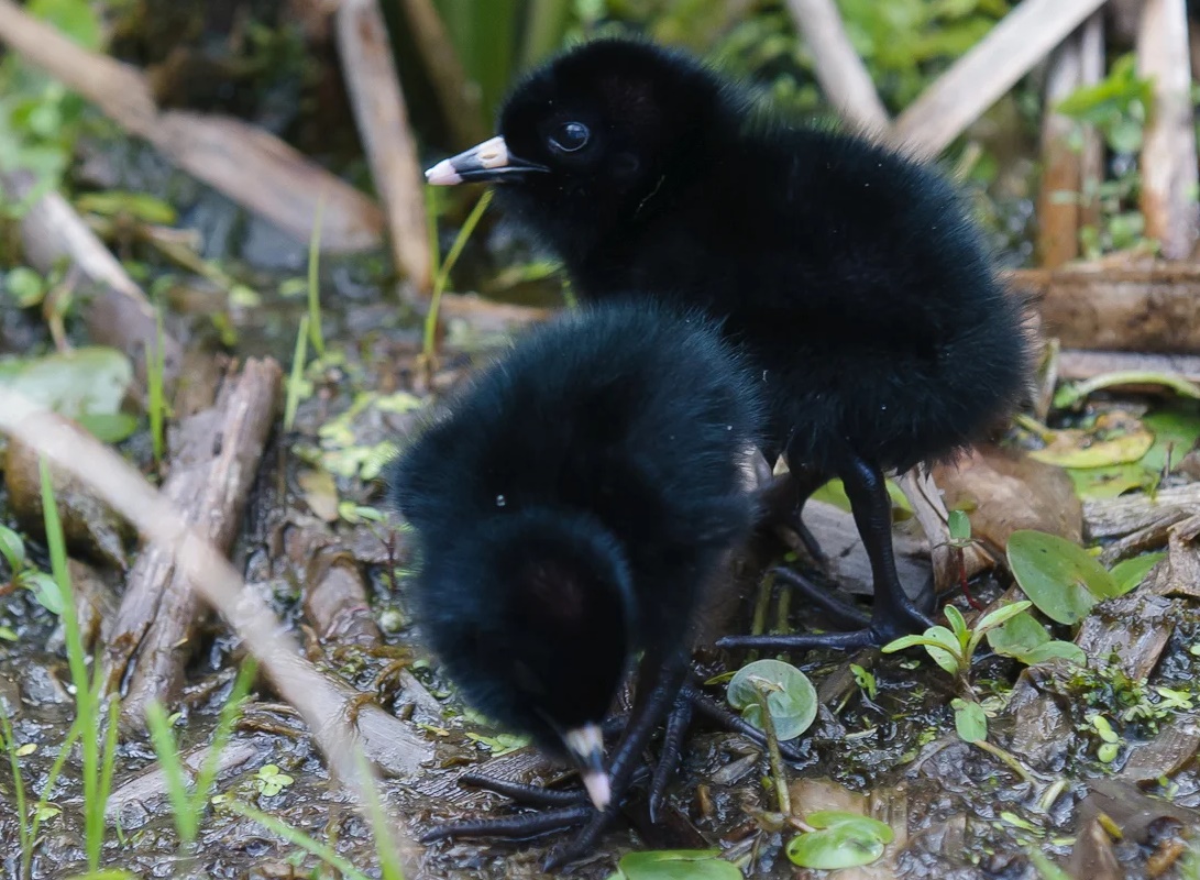 Rascón Europeo (𝘙𝘢𝘭𝘭𝘶𝘴 𝘢𝘲𝘶𝘢𝘵𝘪𝘤𝘶𝘴) | CENTRO EL CAMPILLO